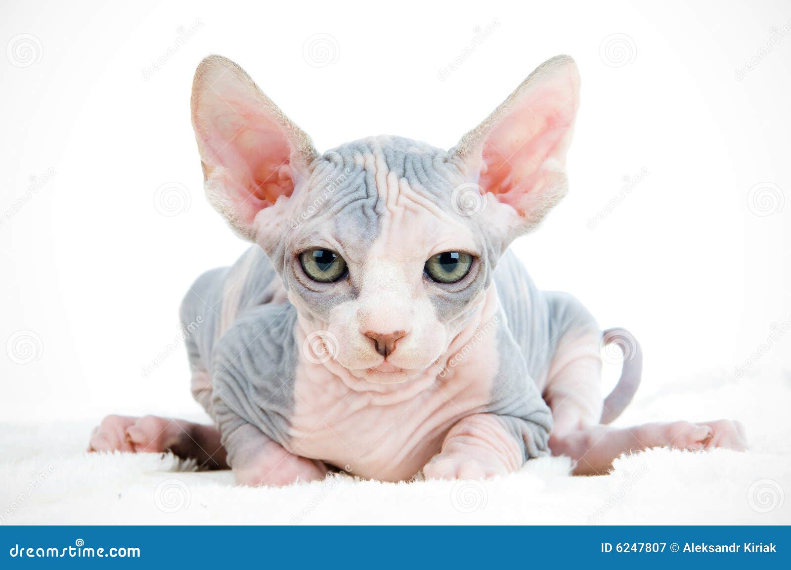 Two Funny Sphinx Cats . Animal Background. Copy Space Royalty-Free ...