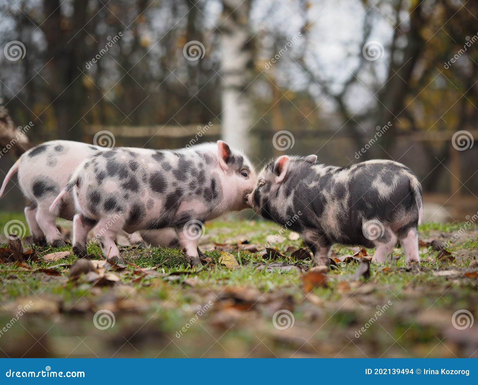 Funny Spotted Piglets Playing on the Grass Stock Photo - Image of snout ...