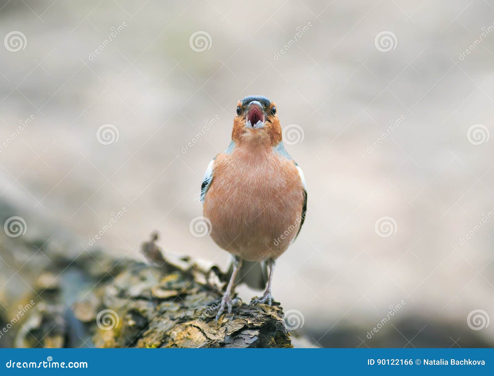 Funny Spring Bird Chaffinch in the Park on a Tree and Sings Stock Photo ...