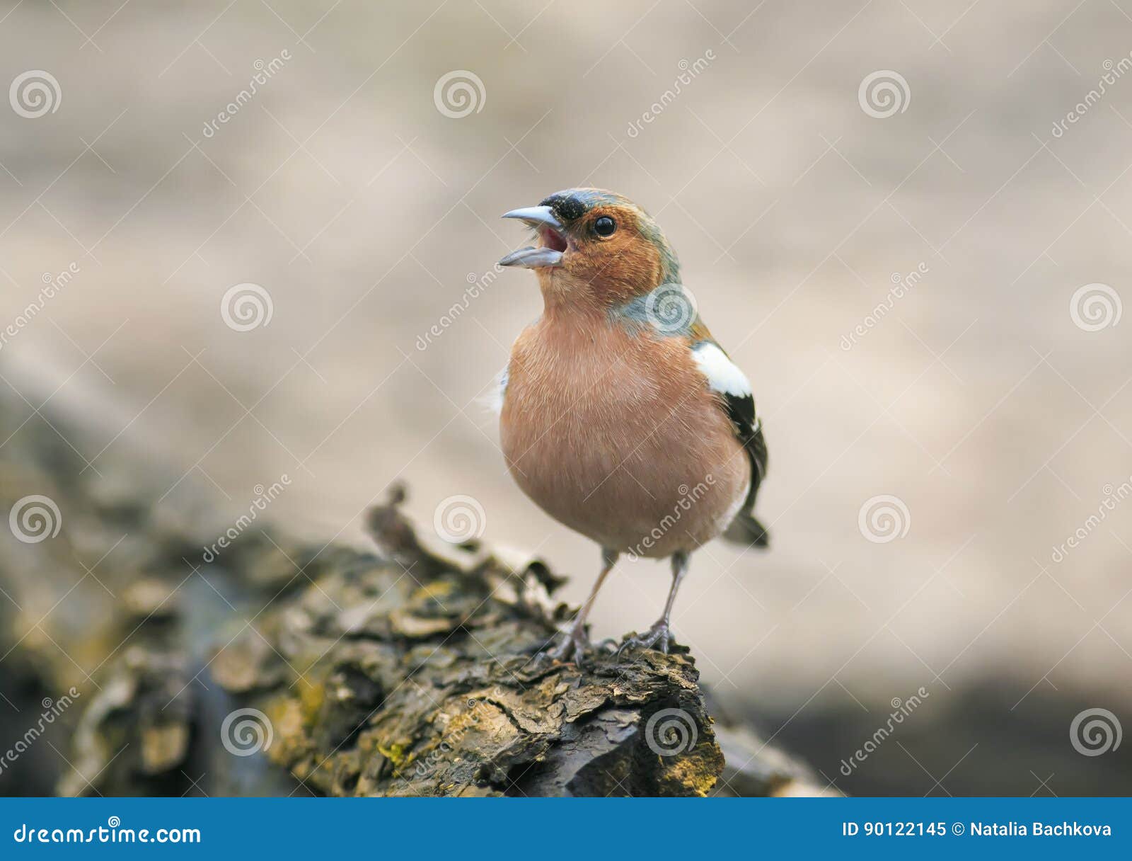 Funny Spring Bird in the Park on a Tree and Sings Stock Image - Image ...