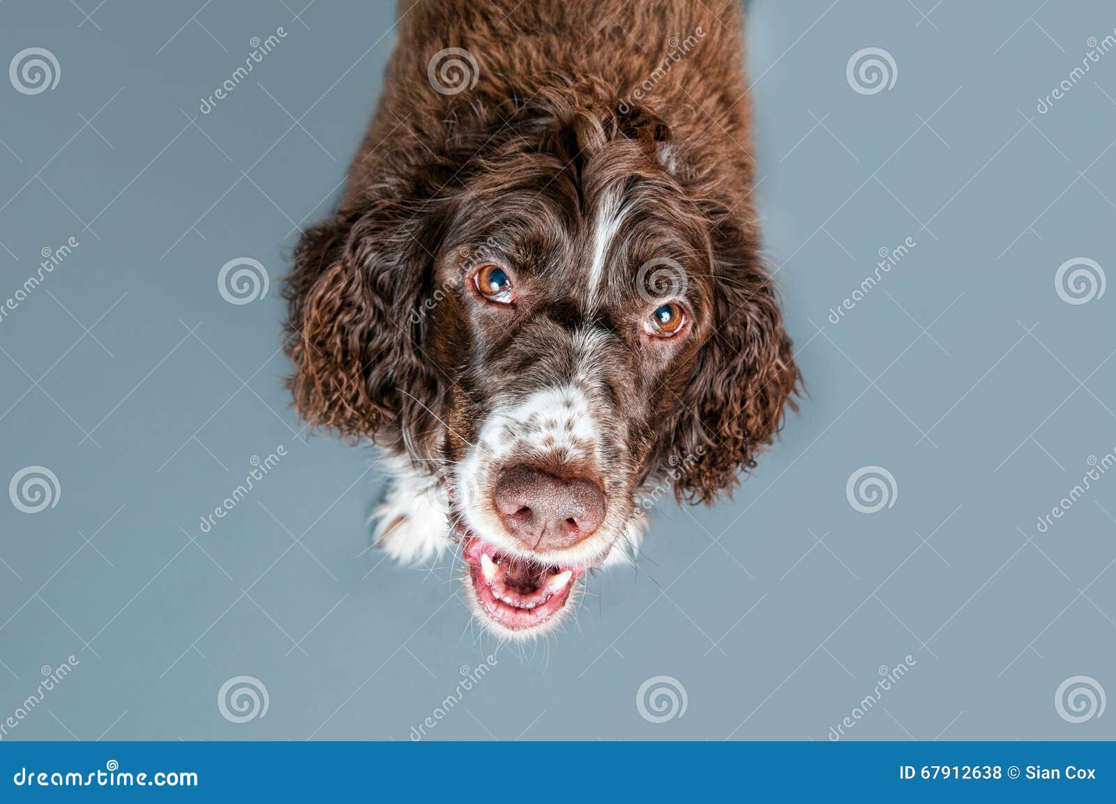 Funny springer spaniel dog stock photo. Image of animal - 67912638