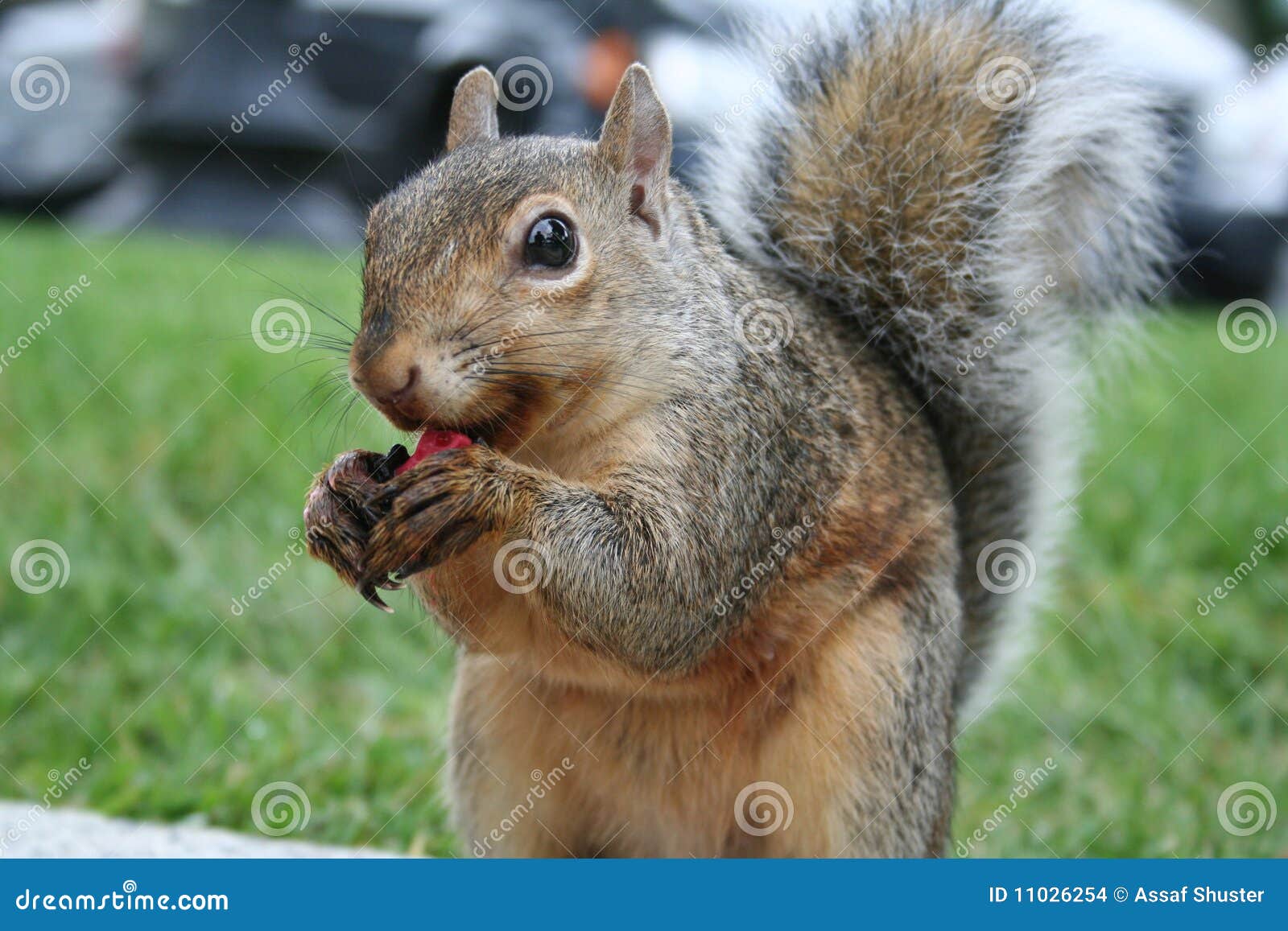 Funny squirrel stock photo. Image of washington, field - 11026254