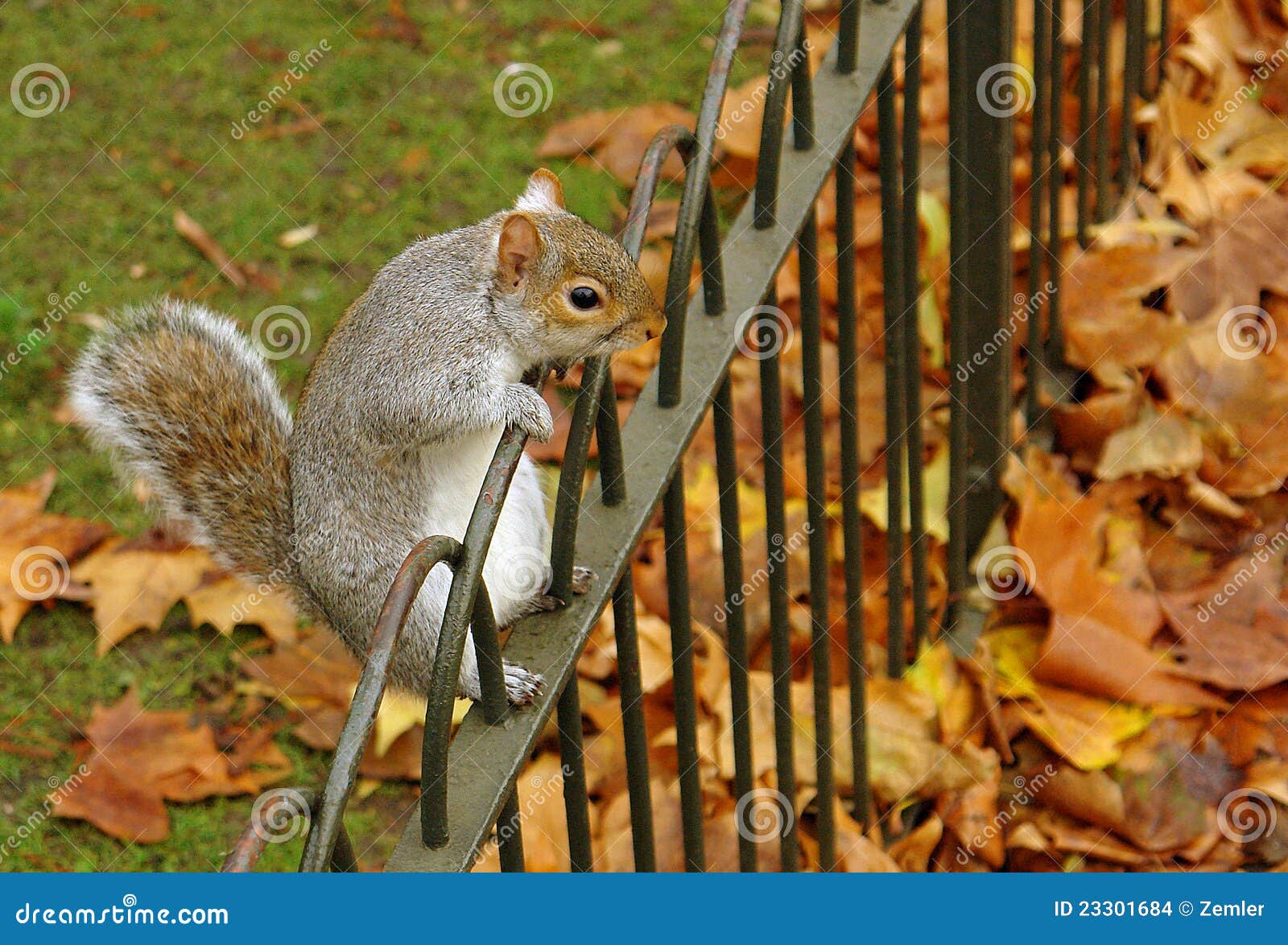 Funny Squirrel stock photo. Image of cute, london, nature - 23301684