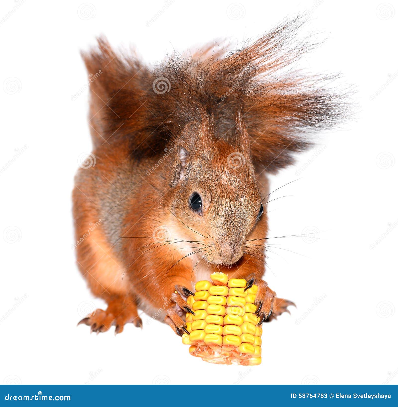 151 Funny Squirrel Corn Photos - Free & Royalty-Free Stock Photos from ...