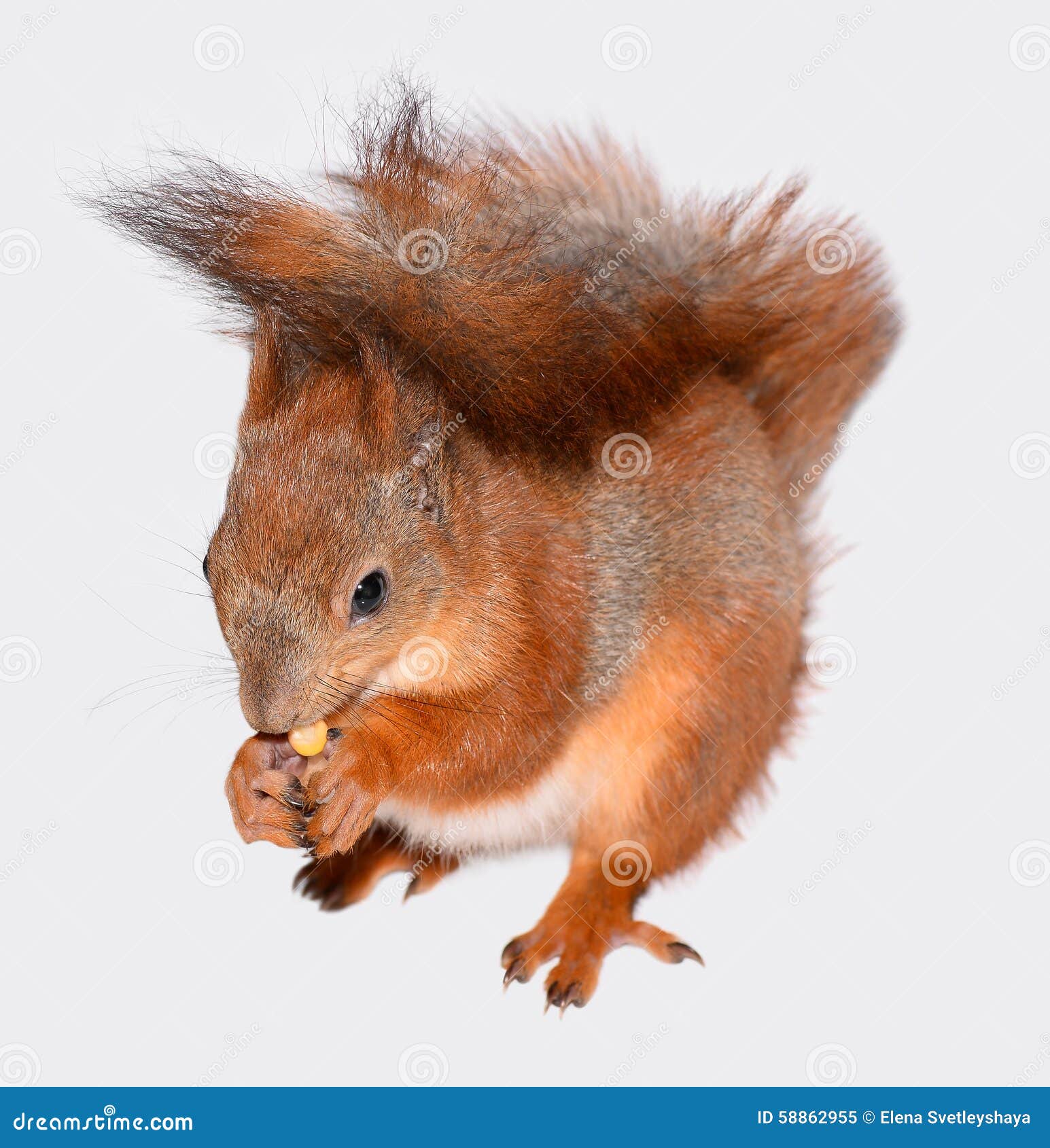 Funny squirrel and corn stock image. Image of food, animals - 58862955