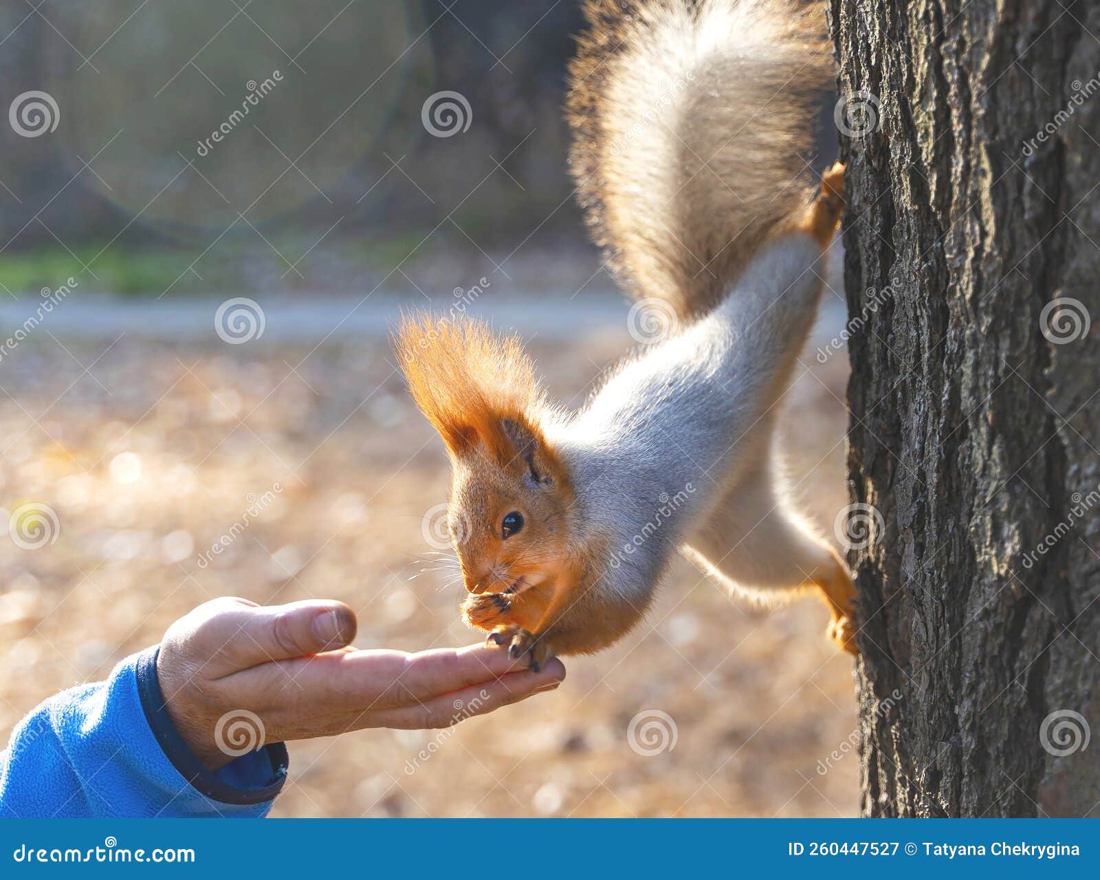 Funny Squirrel Eating from the Hand Stock Image - Image of fluffy ...