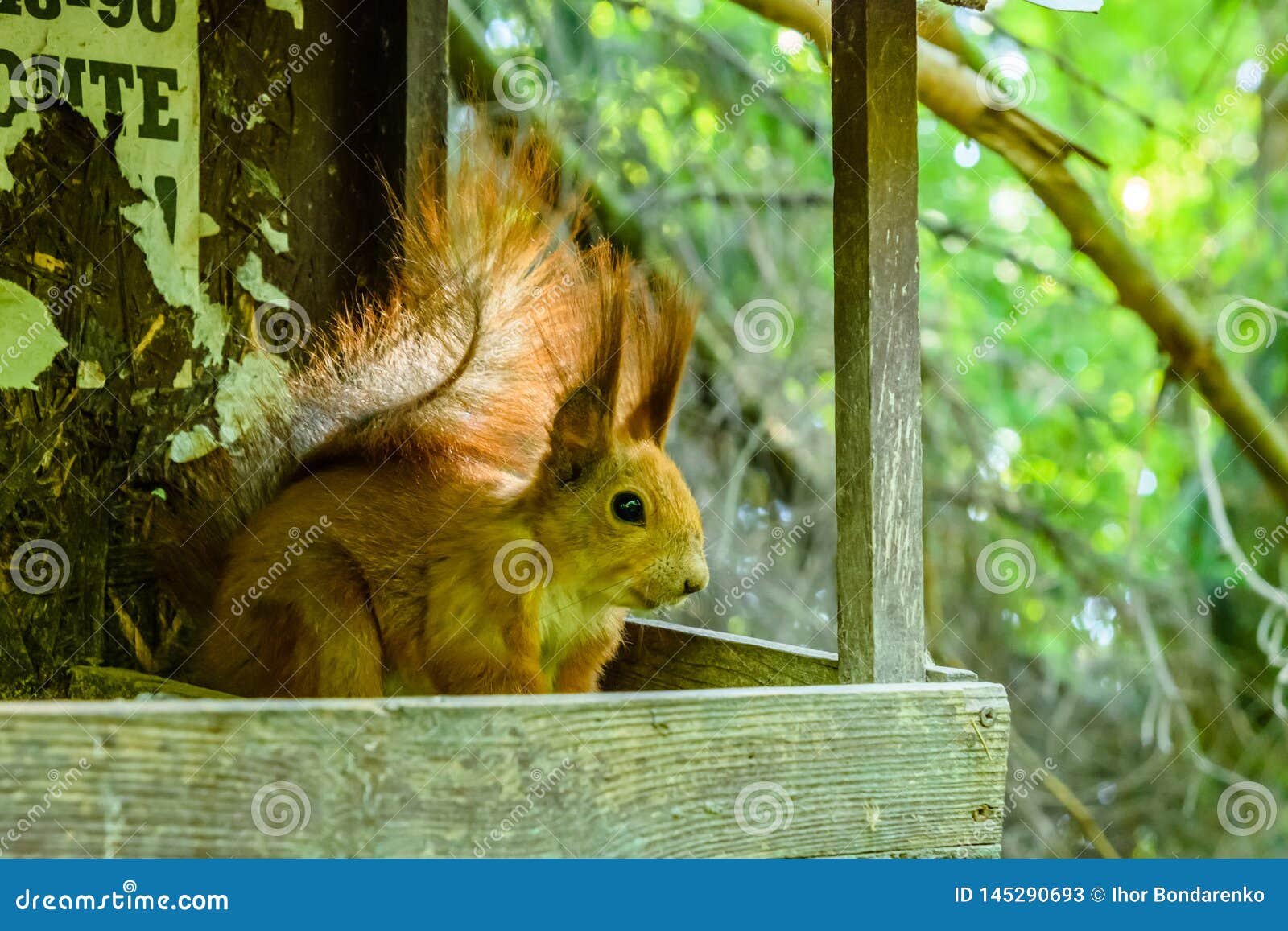 Funny Squirrel on the Tree at Summer Stock Image - Image of beautiful ...