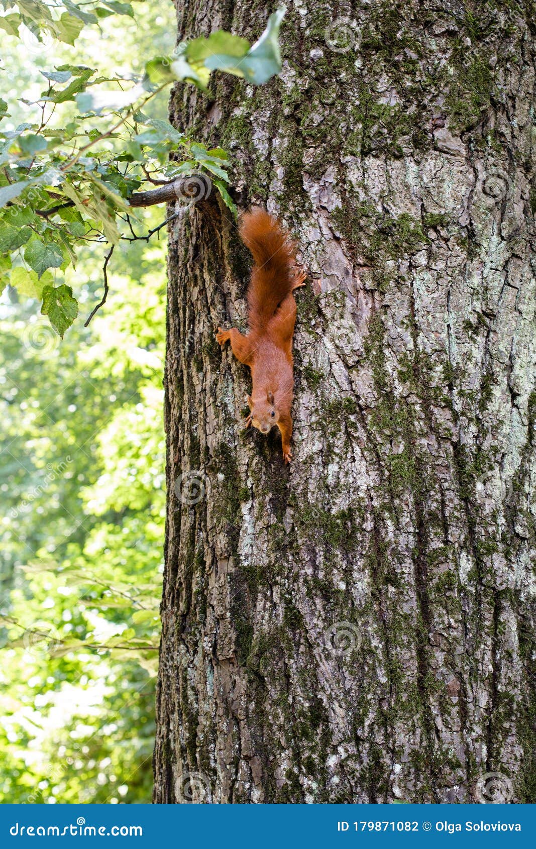 Funny Squirrel on the Tree, Summertime Stock Photo - Image of small ...