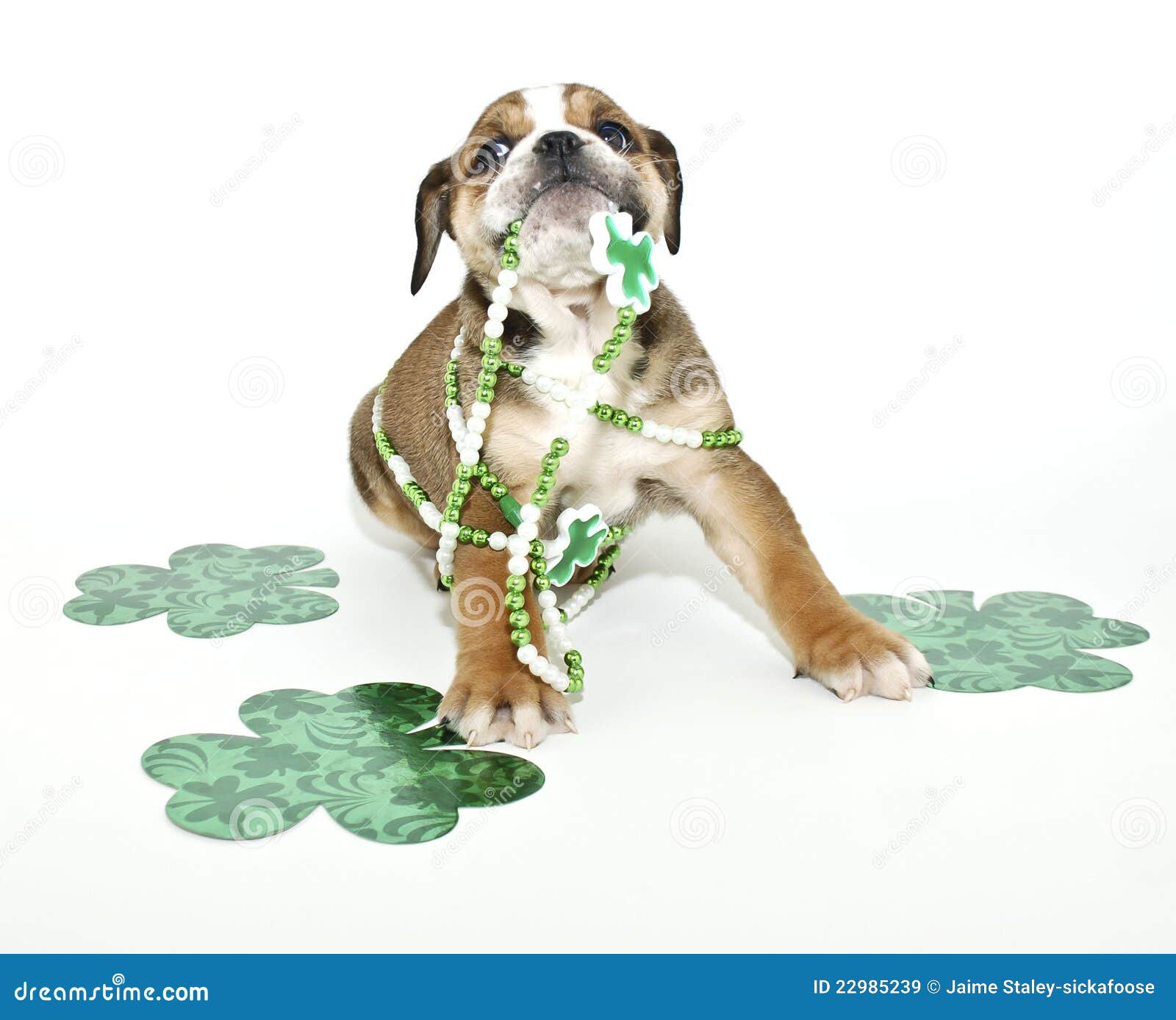 Saint Patrick Puppies
