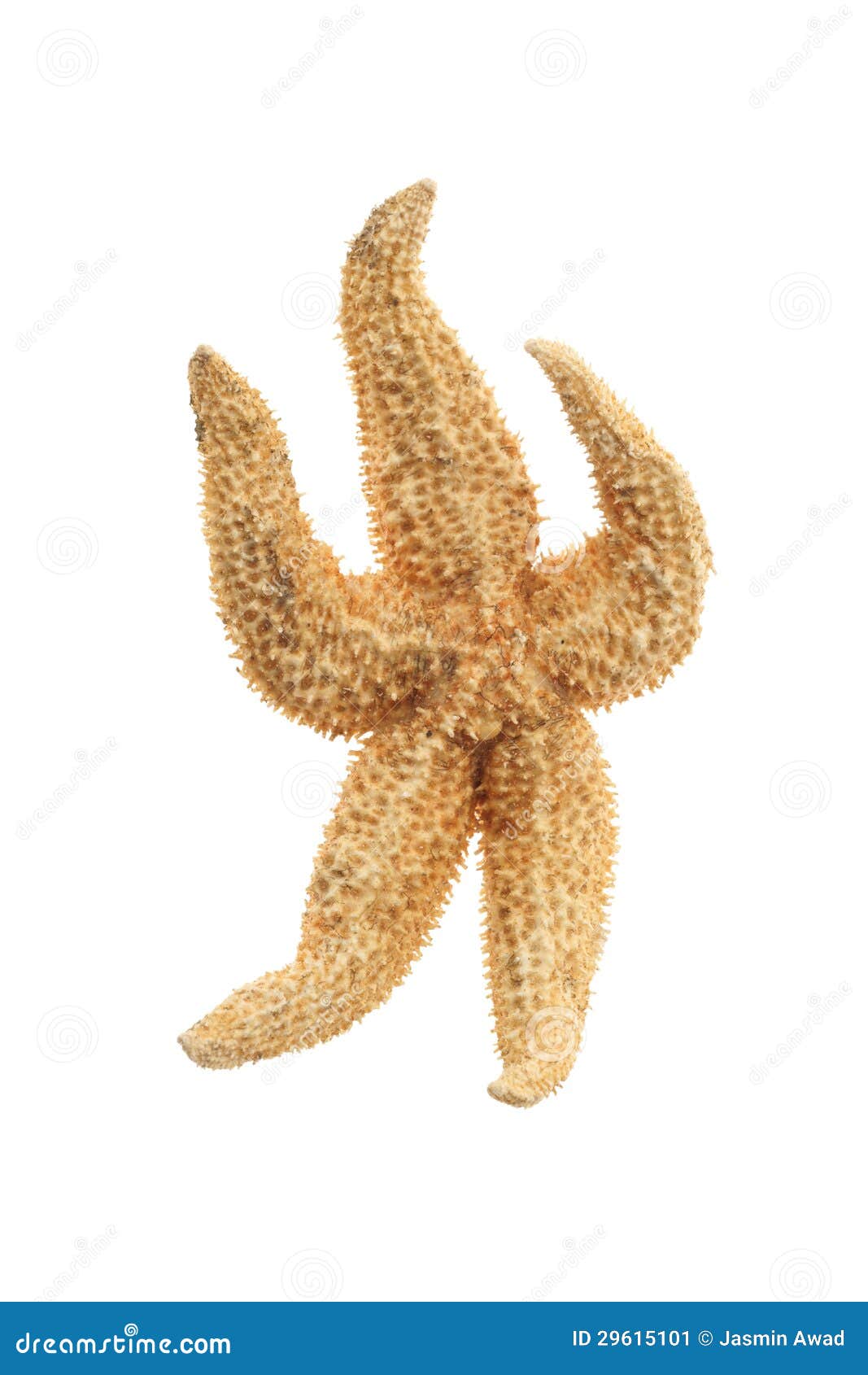Funny starfish stock image. Image of isolated, funny - 29615101