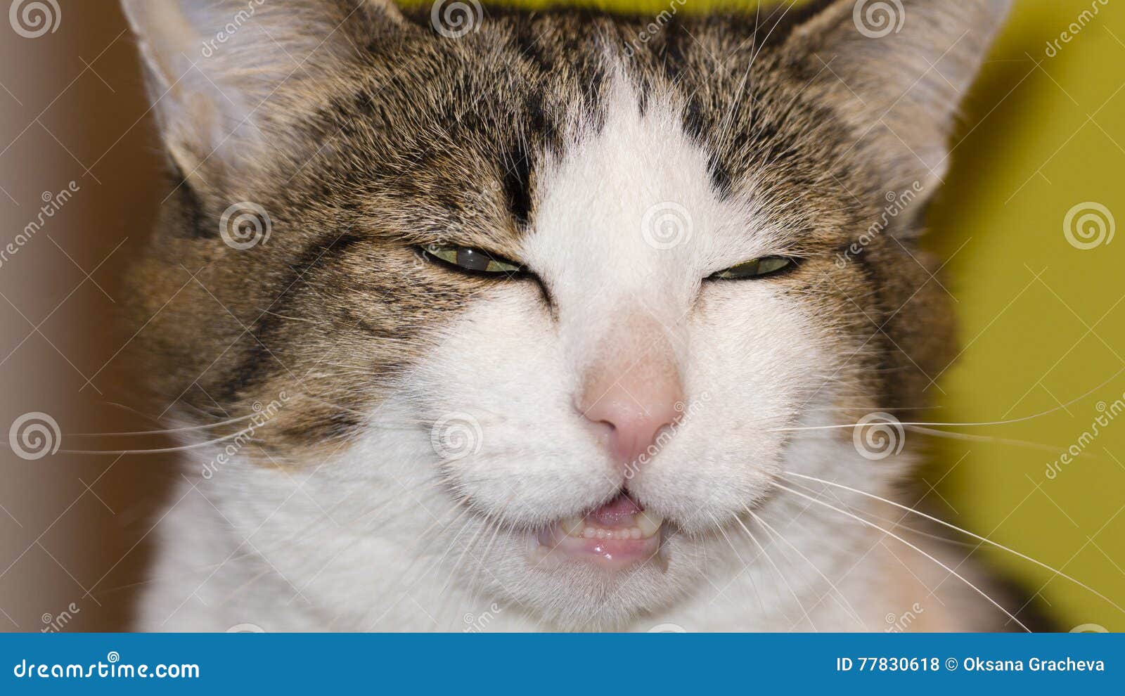 Funny Striped Kitten Sitting and Smiling Stock Photo - Image of ...