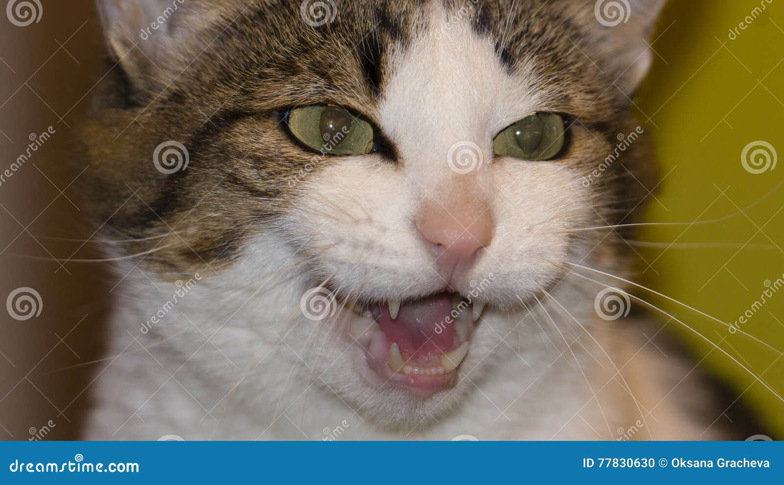 Funny Striped Kitten Sitting and Smiling Stock Photo - Image of looking ...