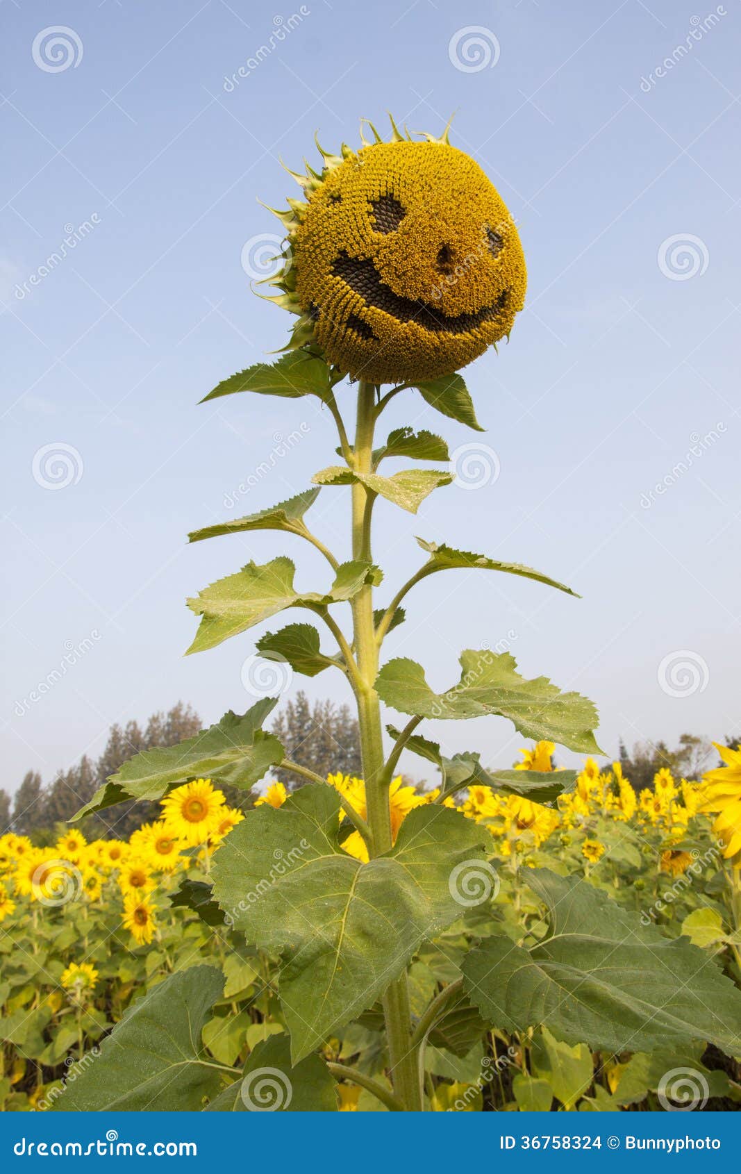 Funny sunflower stock photo. Image of beautiful, garden - 36758324