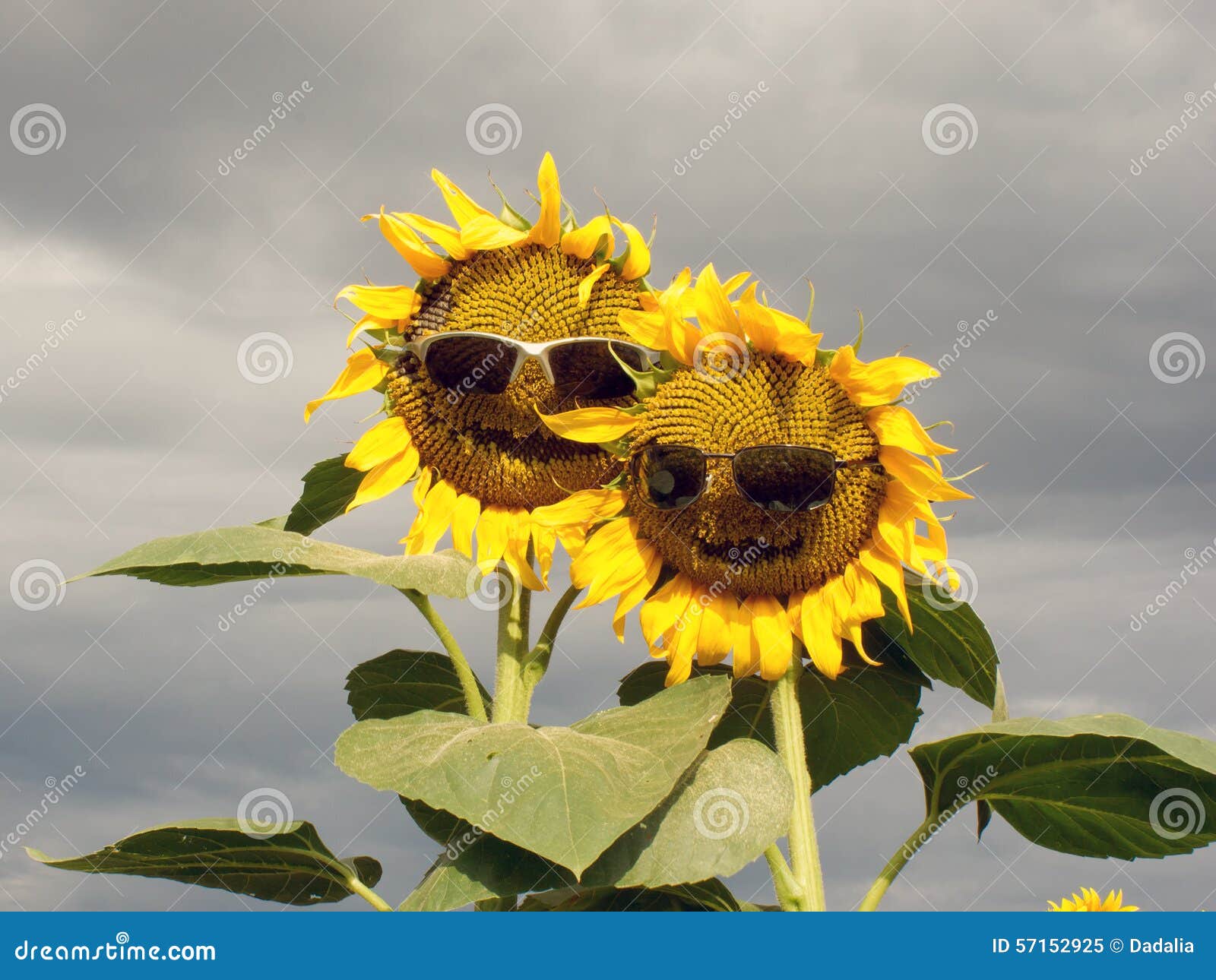 Funny sunflower family. stock image. Image of wearing - 57152925