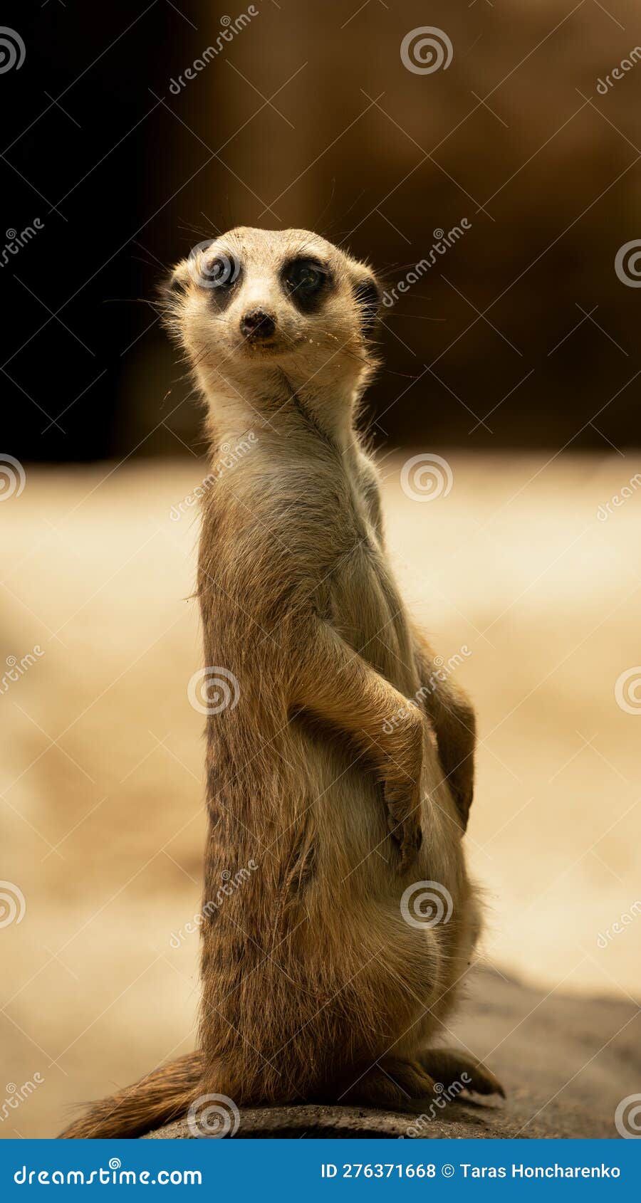 Funny Suricate Mercat Sitting in Desert Closeup Portrait Looking ...