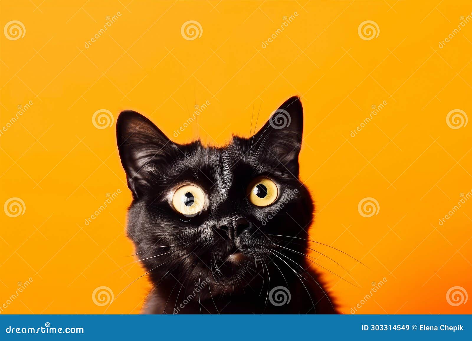 Funny Surprised Cat Isolated on Bright Orange Background. Studio ...