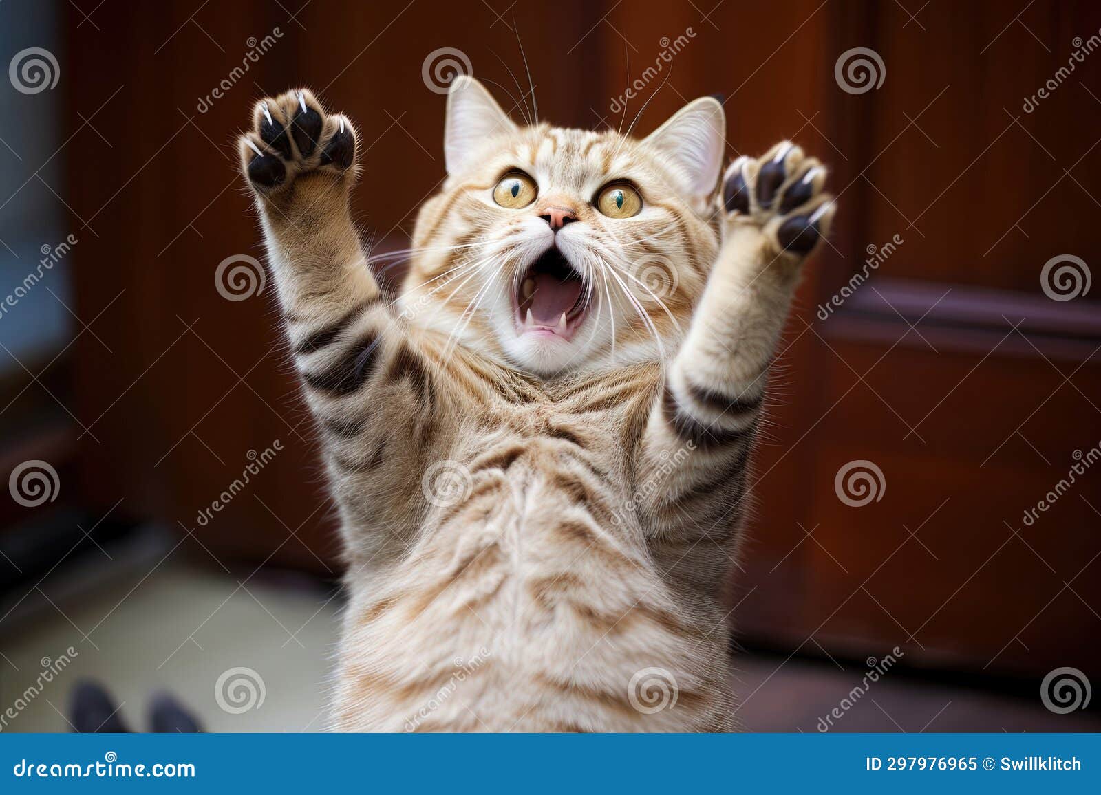 Funny Surprised Cat with a Questioning Pose. a Cute Kitten Asks in ...