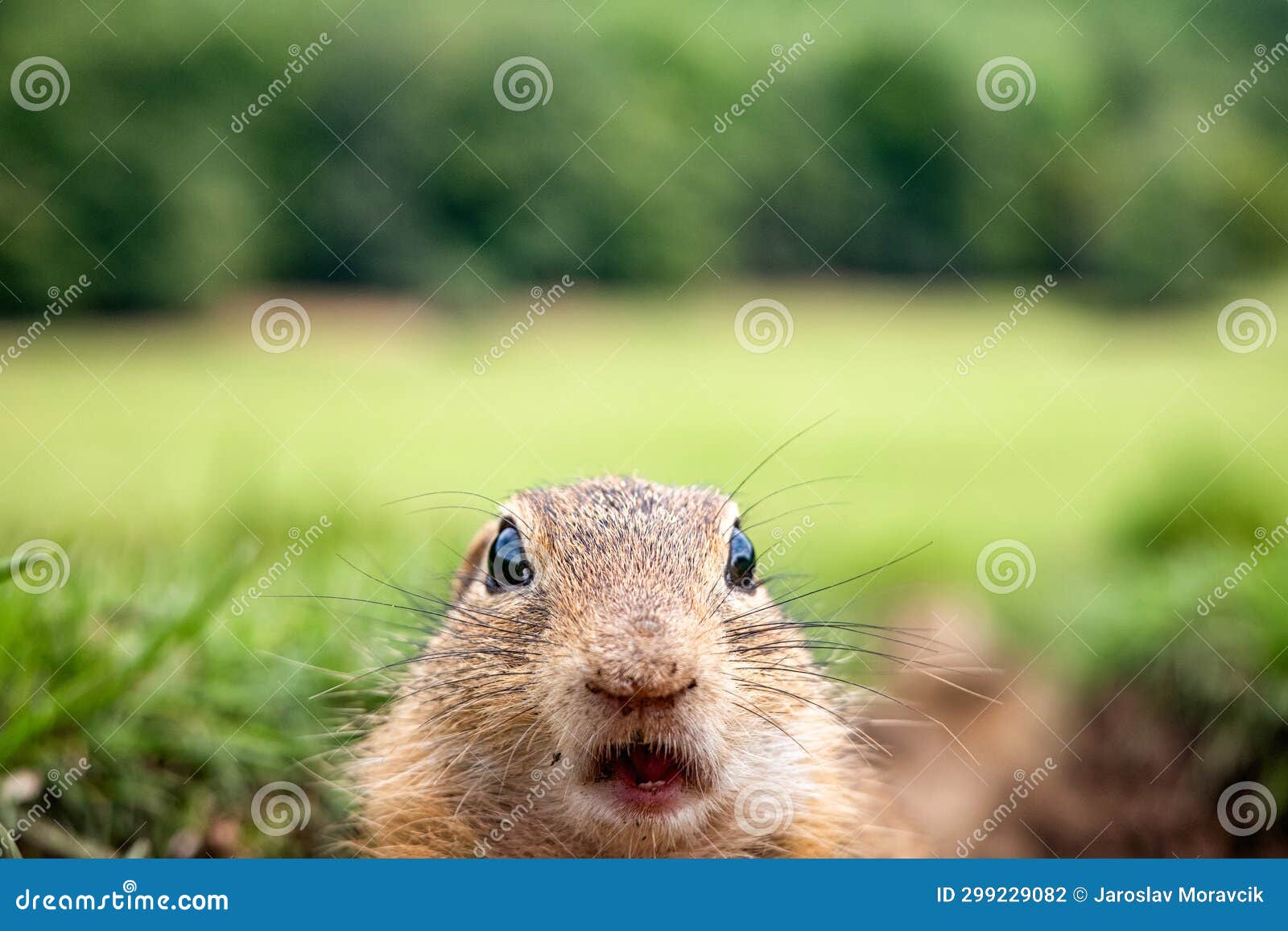 Funny Surprised Expression of Animal Face Looking into Camera Stock ...
