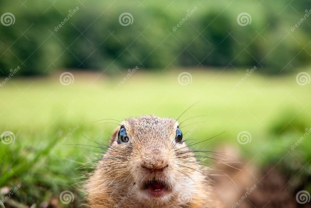 Funny Surprised Expression of Animal Face Looking into Camera Stock ...