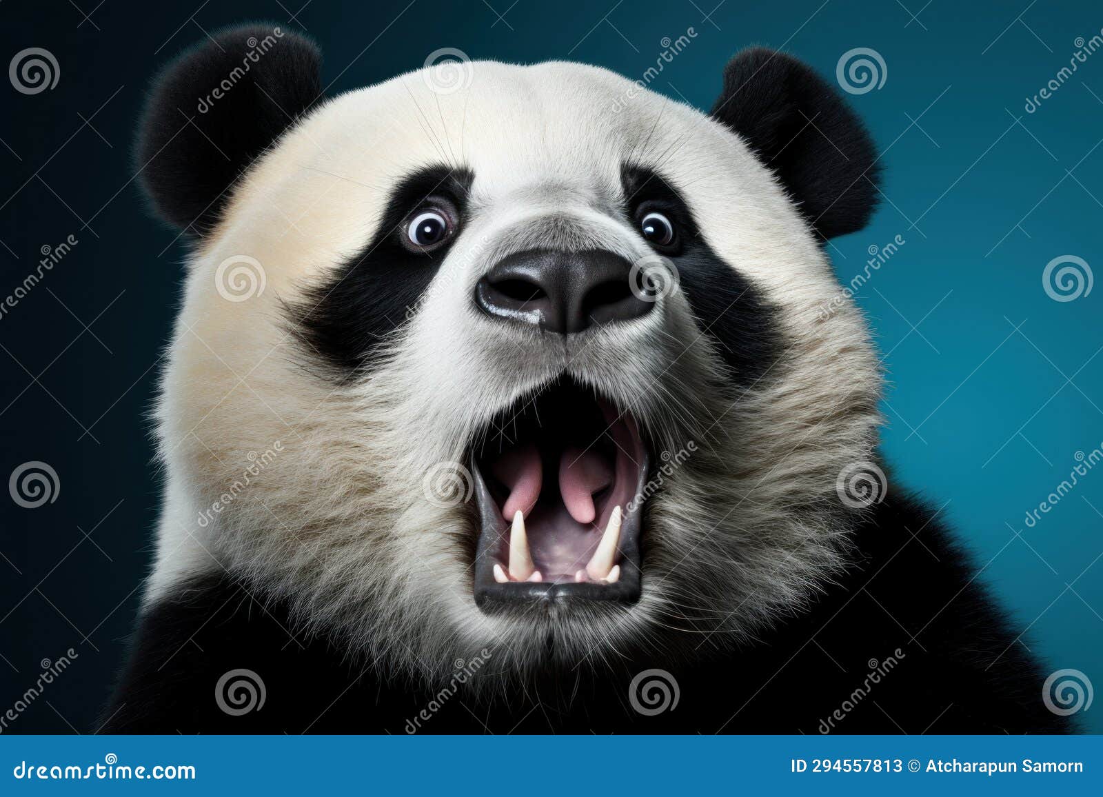 Surprised Panda With Big Eyes On Red Background Stock Image ...