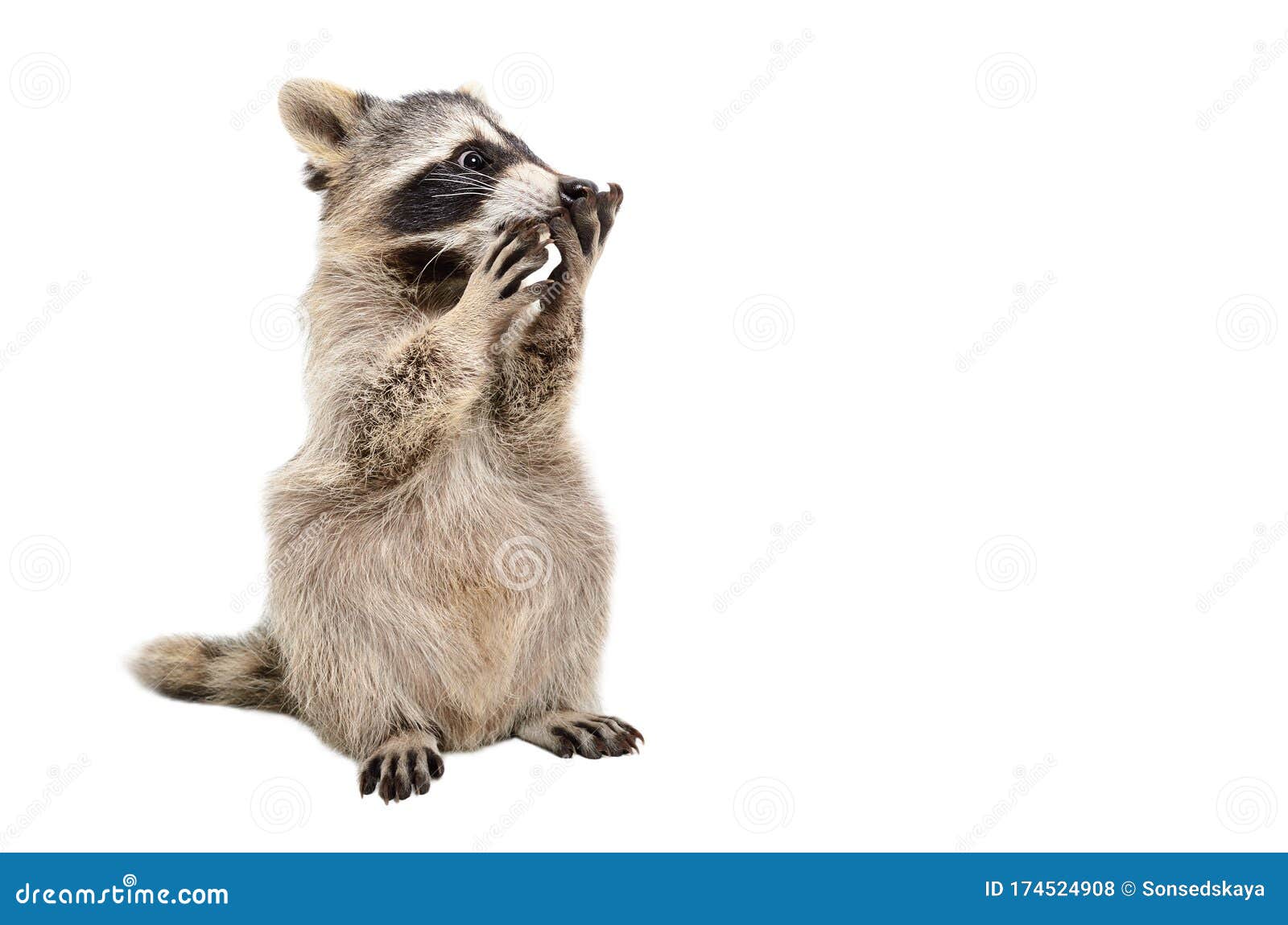 Surprised Racoon Stock Photos - Free & Royalty-Free Stock Photos from ...