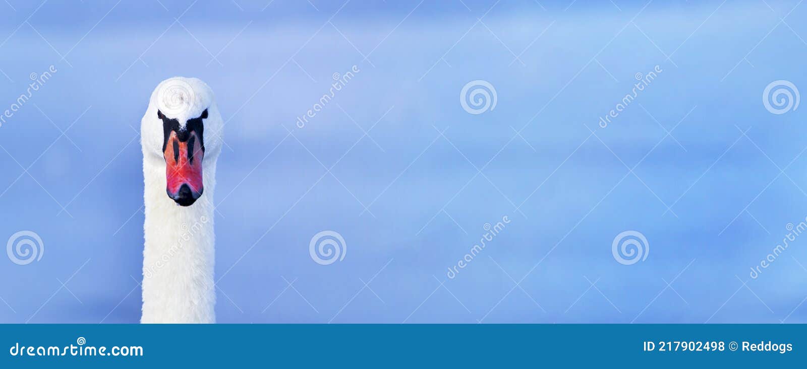 Funny Swan Stock Photography | CartoonDealer.com #63541040