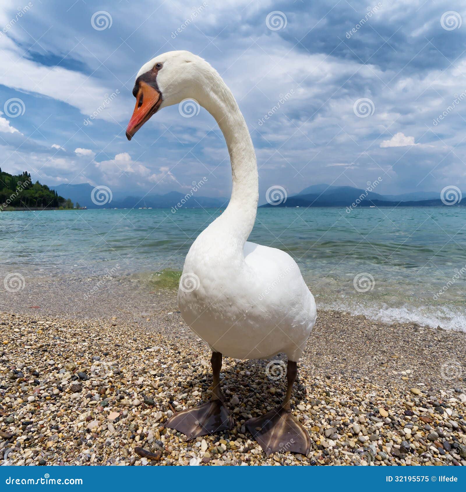 Funny swan on lake stock image. Image of looking, swan - 32195575