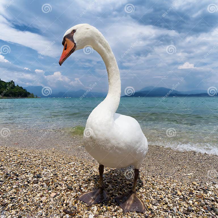 Funny swan on lake stock image. Image of looking, swan - 32195575