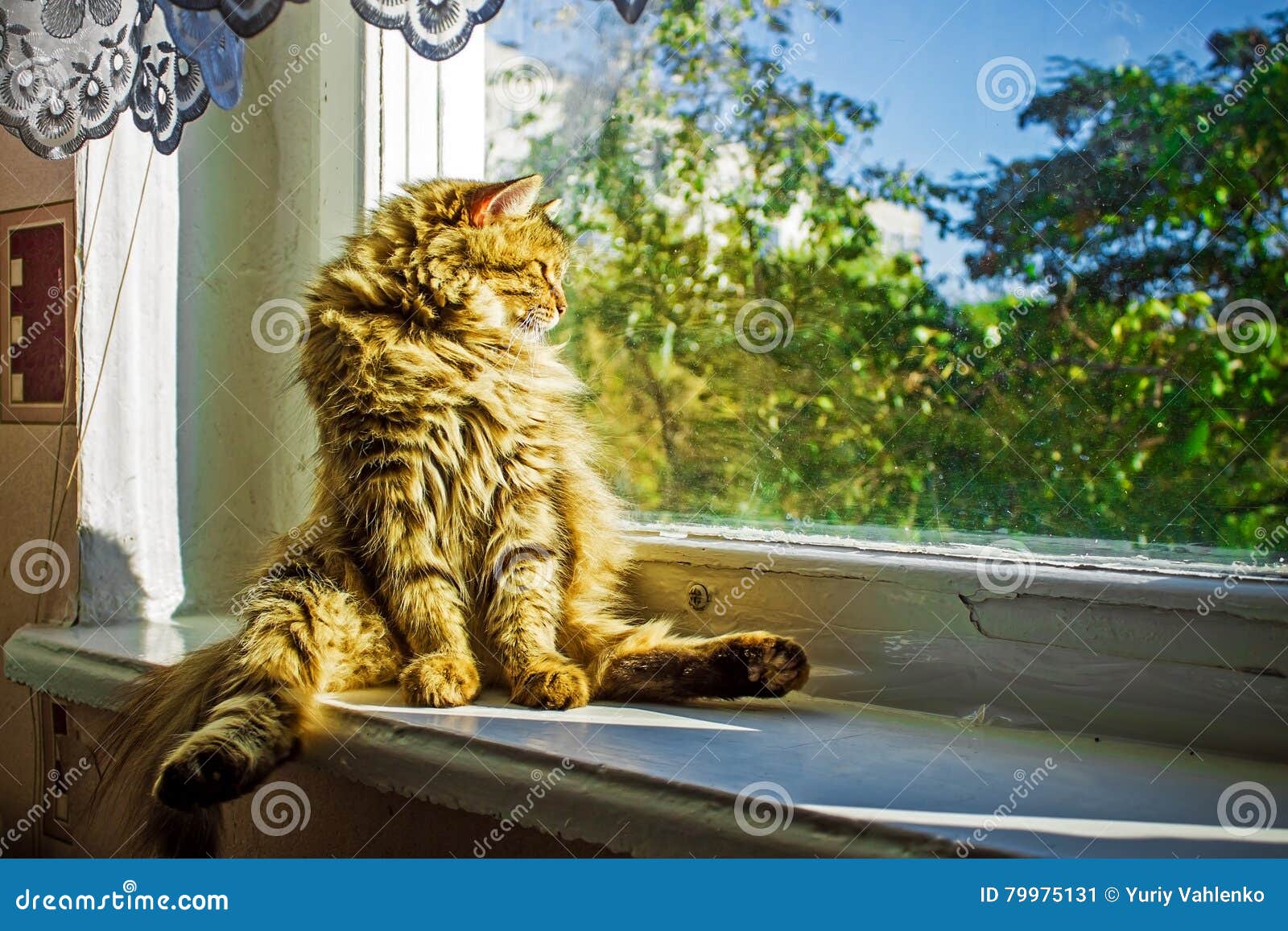 Funny Tabby Cat Near the Window Basking in the Sun Stock Image - Image ...