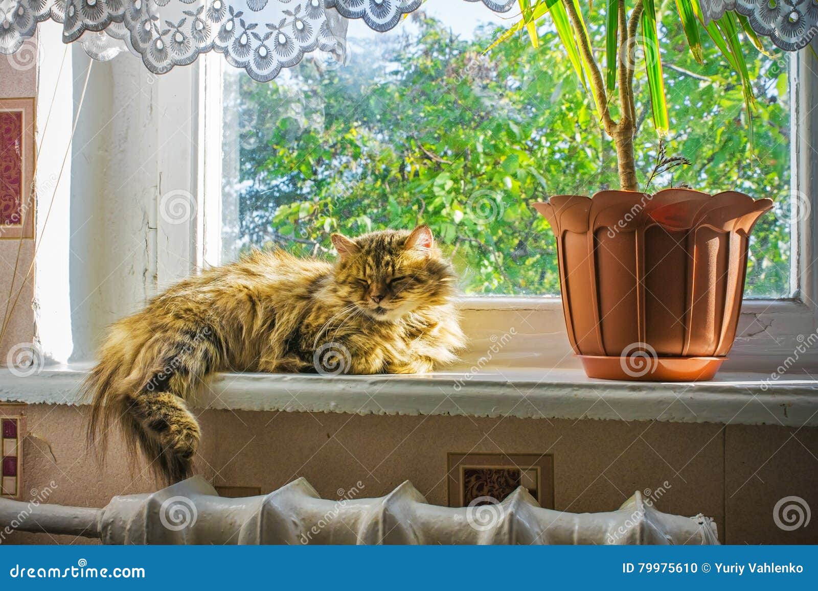 Funny Tabby Cat Near the Window Basking in the Sun Stock Photo - Image ...