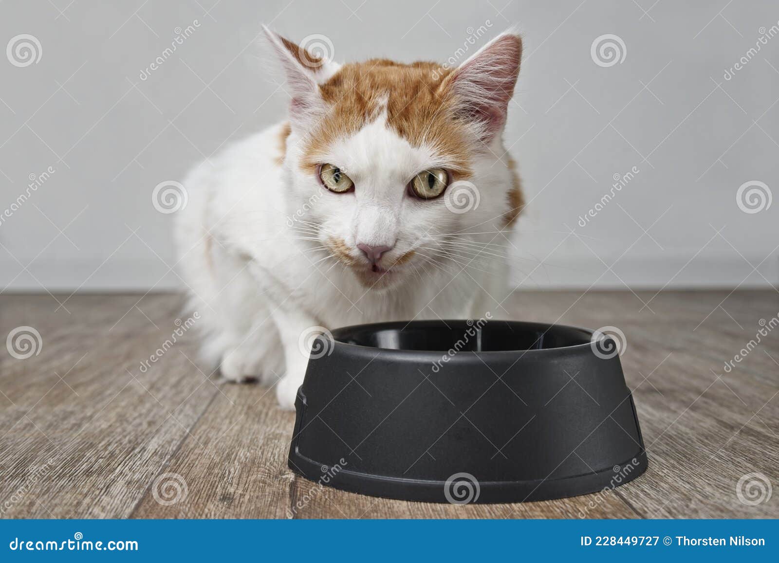 Tabby Cat beside a Pet Food Dish Waiting for Food. Stock Image - Image ...