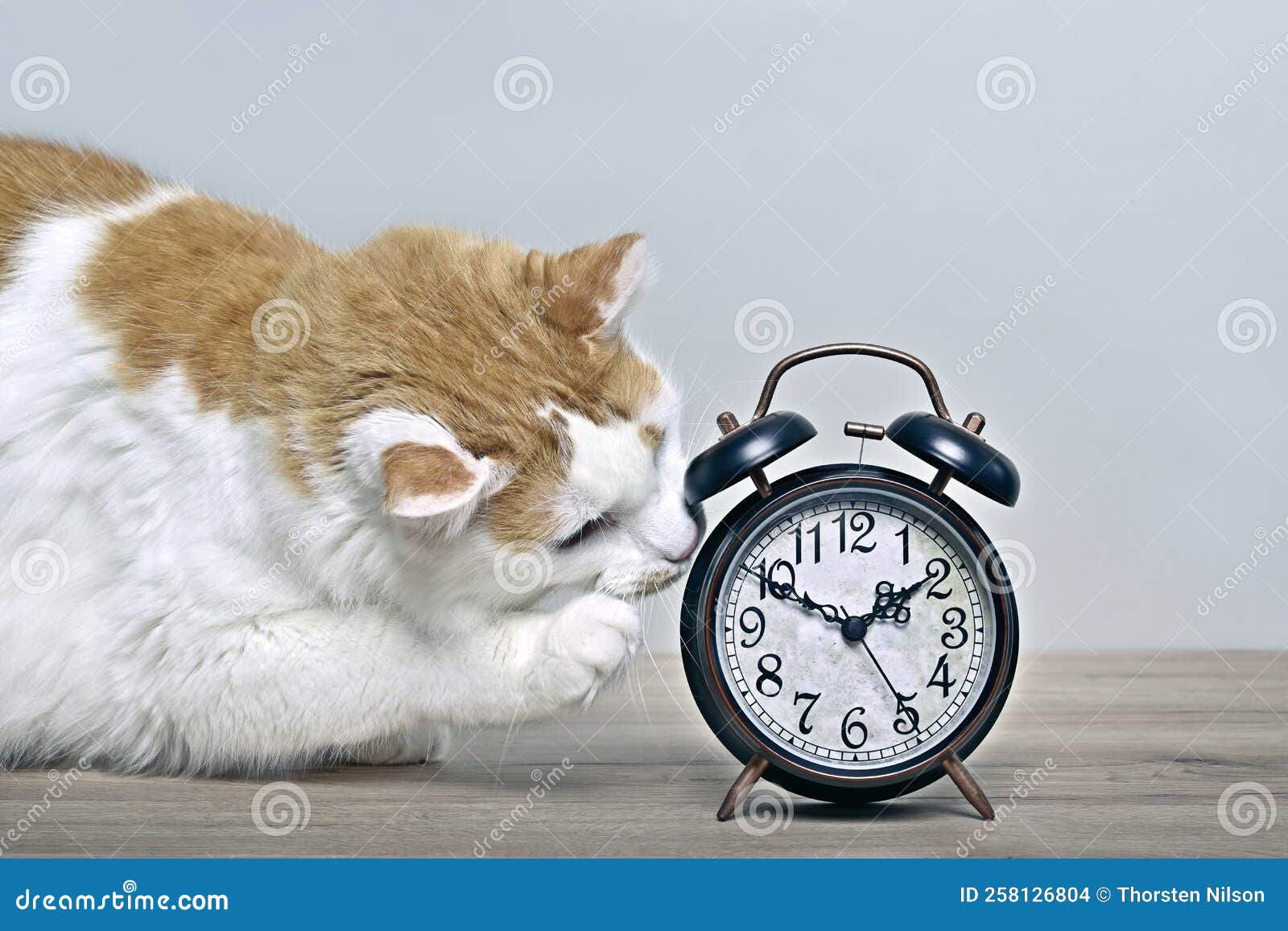 Funny Tabby Cat Playing with a Retro Alarm Clock on the Table. Stock ...