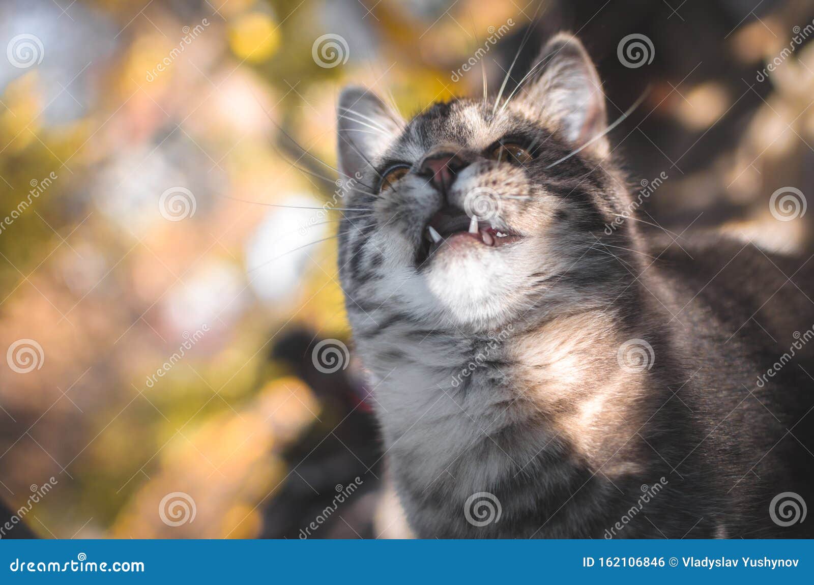 Funny Tabby Kitten is Played with a Toy, Open Mouth, Meme Photo Stock ... Funny Tabby Kitten is Played with a Toy, Open Mouth, Meme Photo Stock ...
