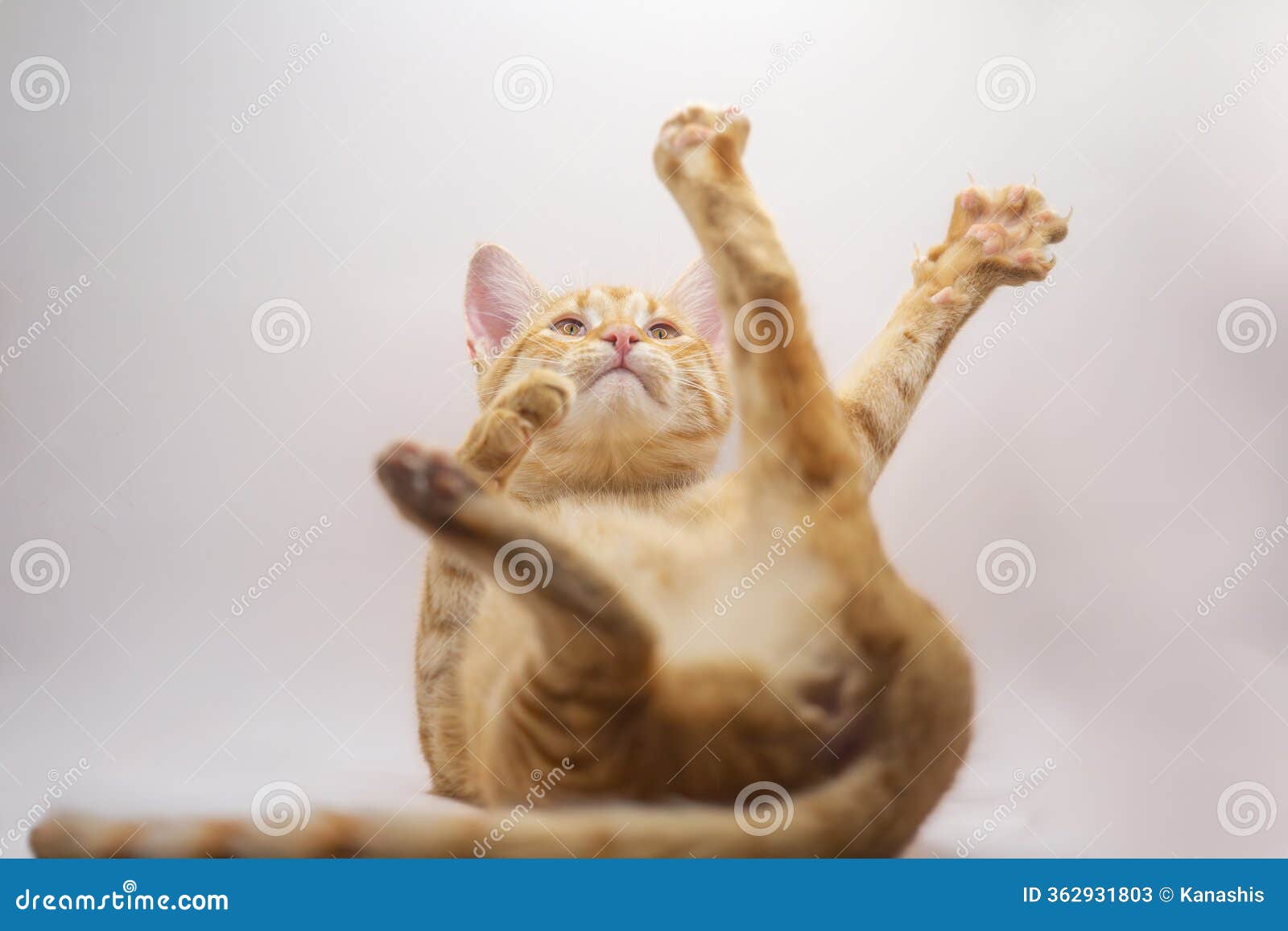 Funny Tabby Cat In Nerd Glasses Put Out His Tongue. Is Royalty-Free ...