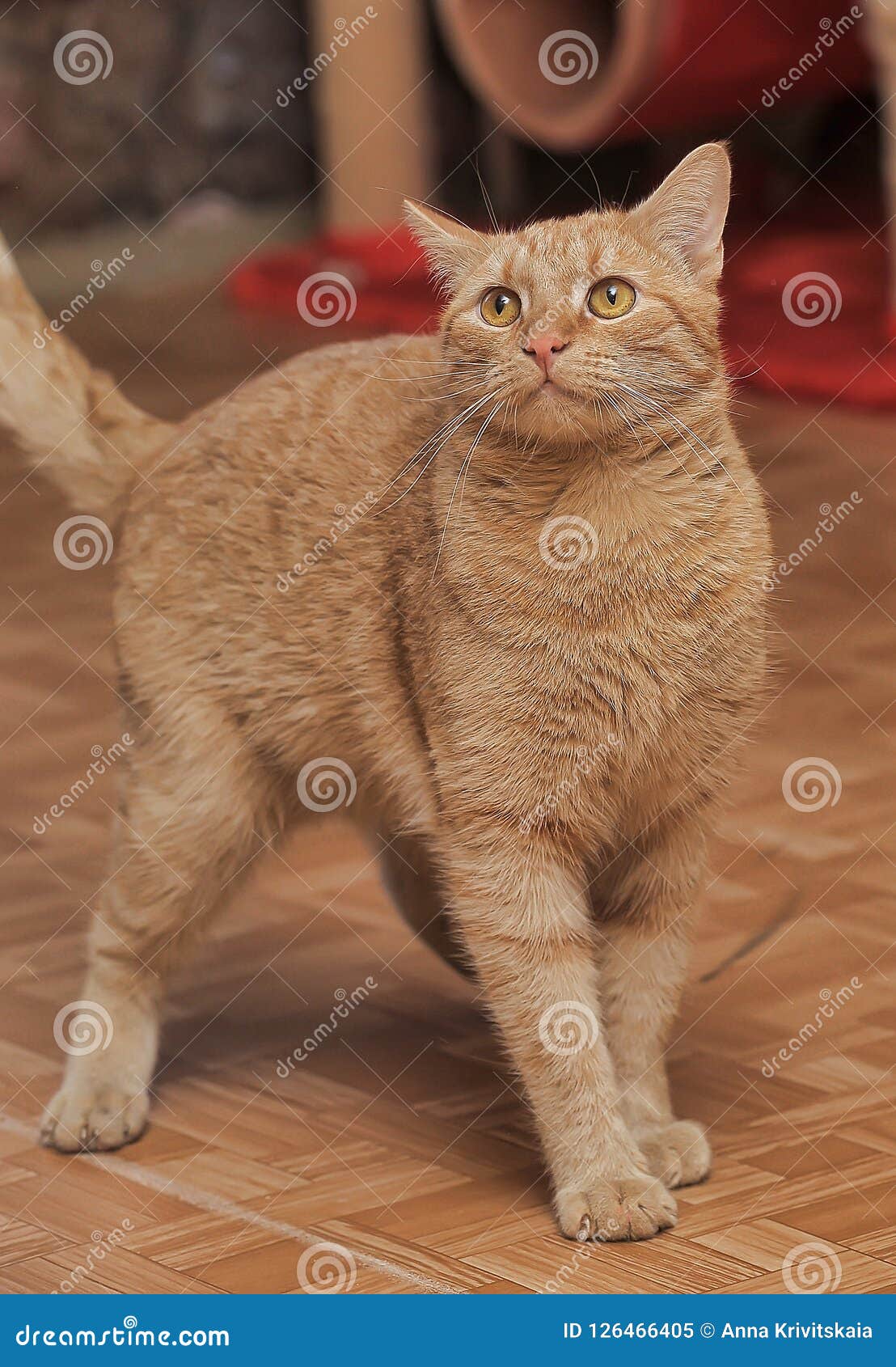 Funny tabby red kitten. stock image. Image of baby, kitten - 126466405