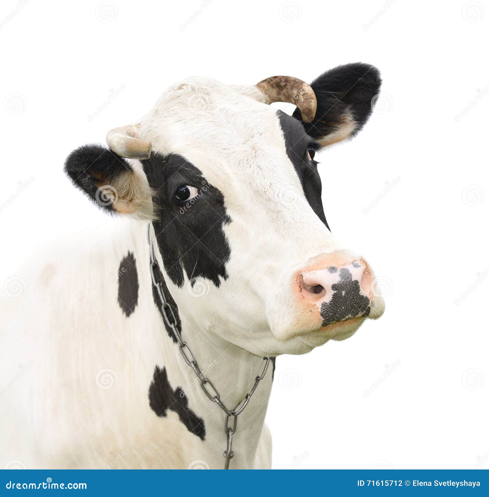 Funny Talking Cow Isolated on White Stock Photo - Image of nature ...