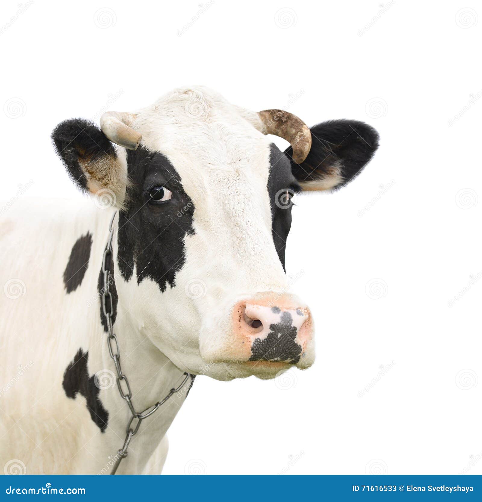 Funny Talking Cow Isolated on White Stock Image - Image of standing ...
