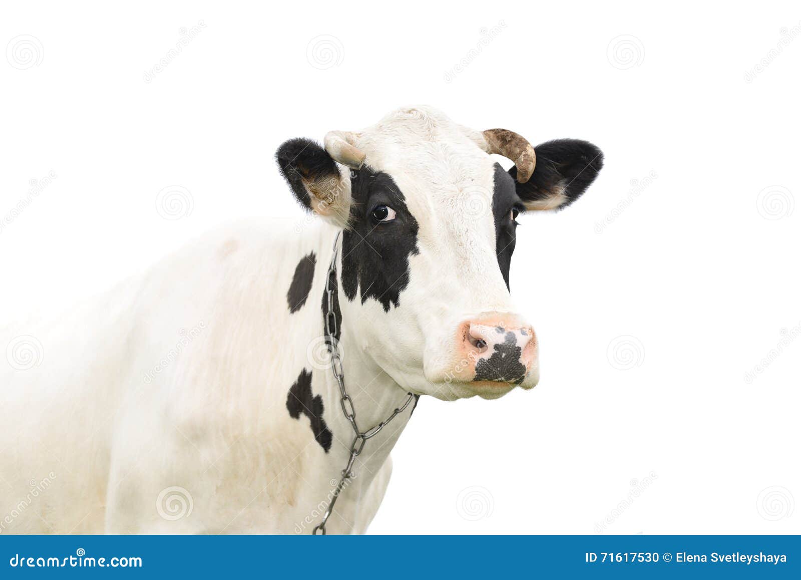 Funny Talking Cow Isolated on White Stock Photo - Image of animal ...