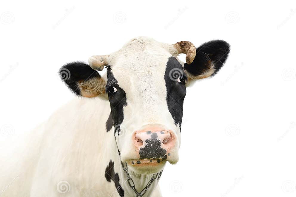 Funny Talking Cow Isolated on White Stock Photo - Image of full, mammal ...