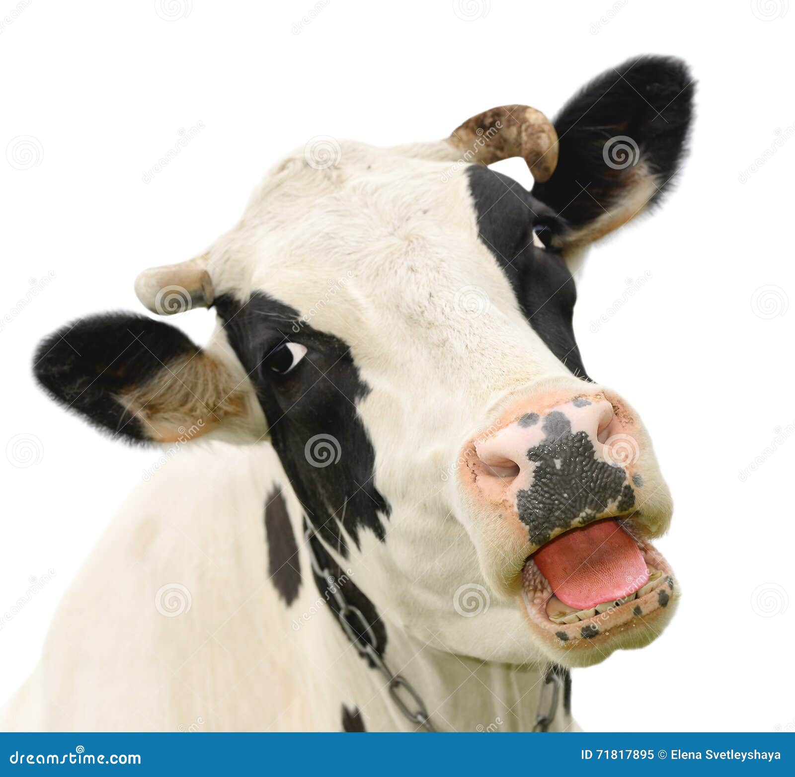 Funny Talking Cow Isolated on White Stock Image - Image of close ...