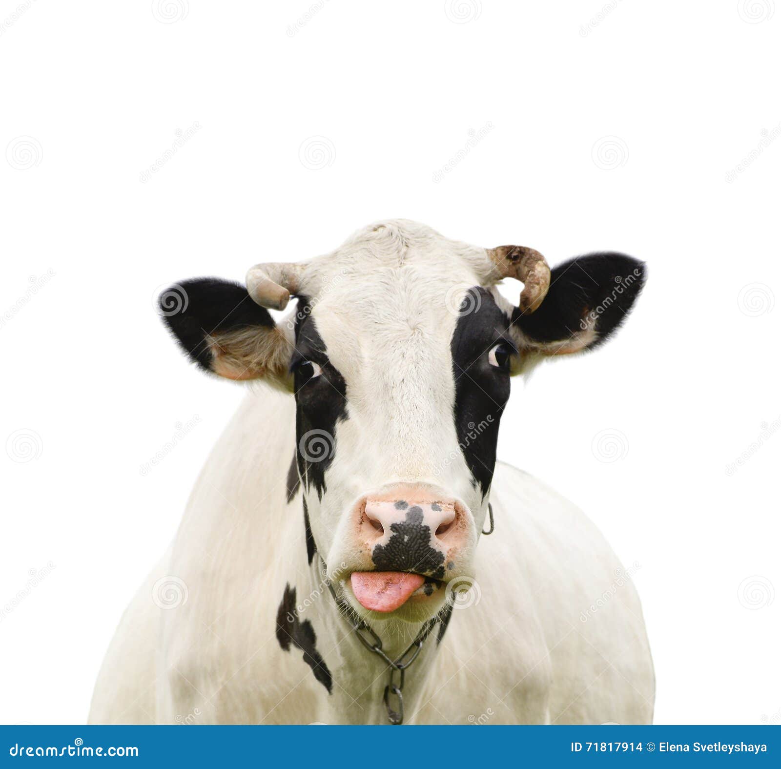 Funny Talking Cow Isolated on White Stock Photo - Image of crop ...