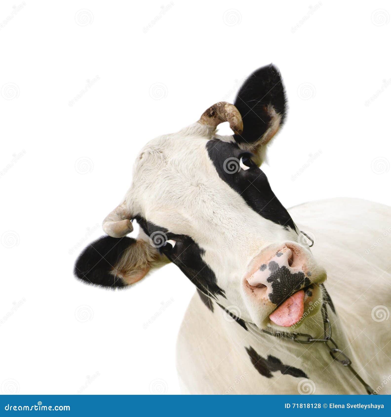 Funny Talking Cow Isolated on White Stock Photo - Image of horn, crazy ...