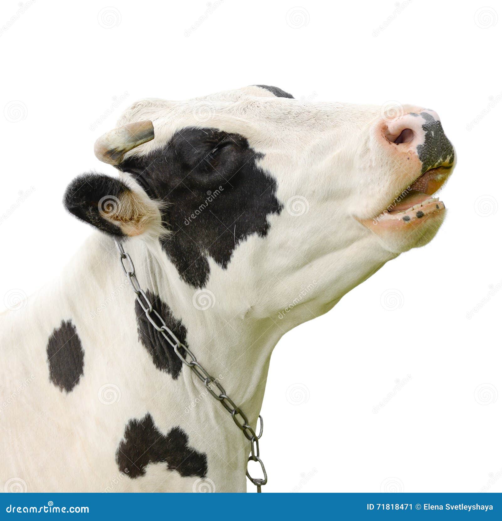 Royalty Free Images, Cartoons, Illustrations And Photos Designed By ...