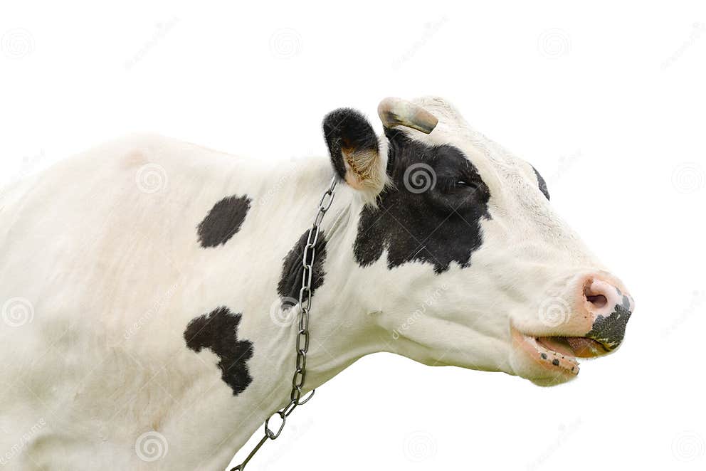 Funny Talking Cow Isolated on White Stock Image - Image of black ...