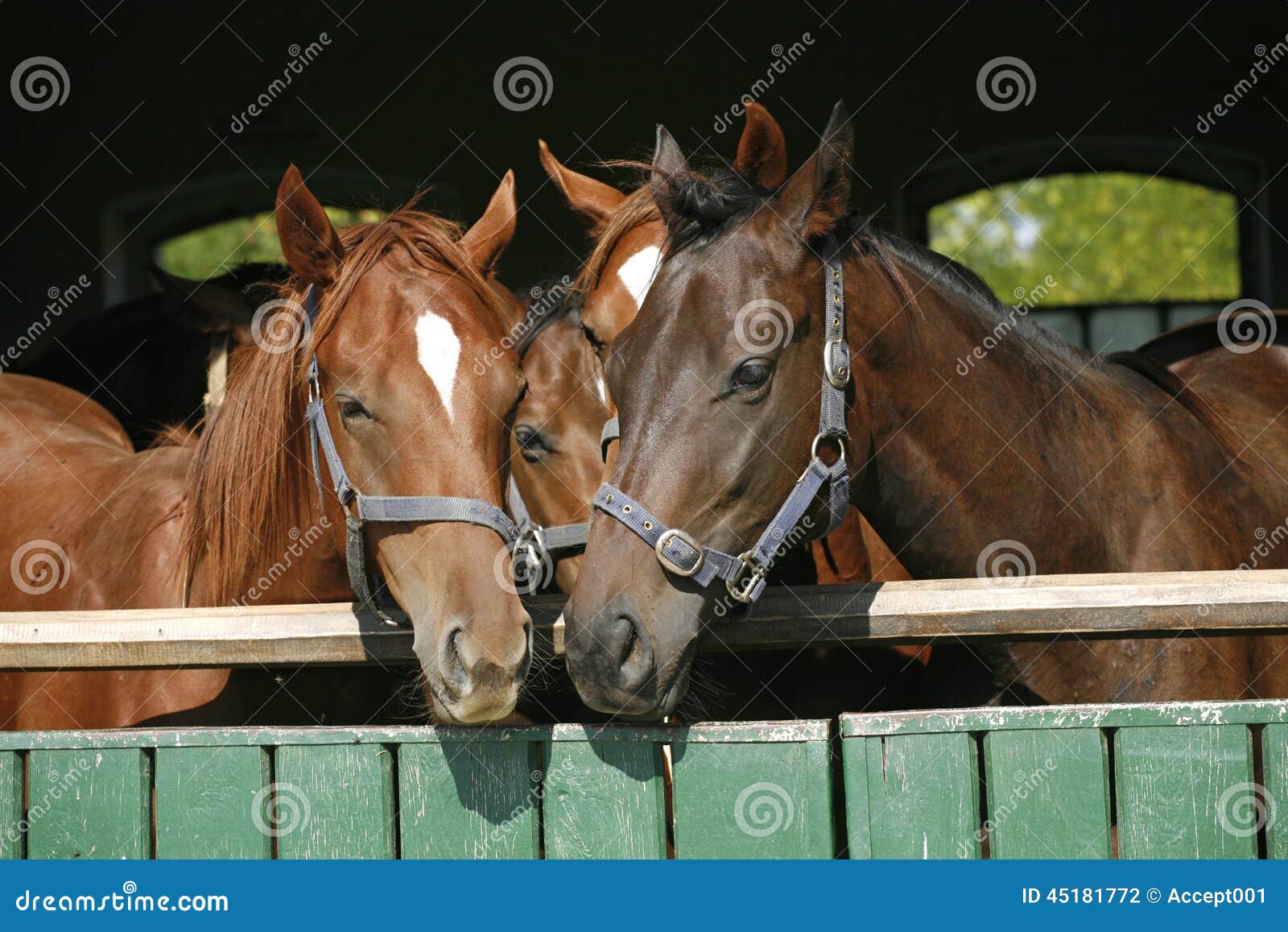 Funny Thoroughbred Horses Standing in the Stable Door Stock Photo ...