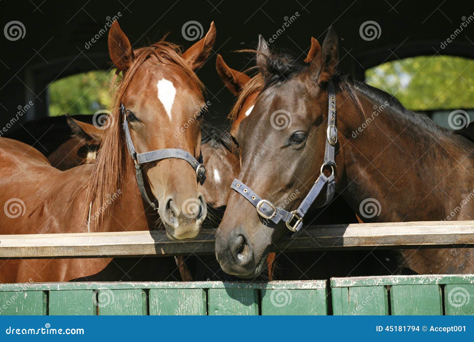 Funny Thoroughbred Horses Standing in the Stable Door Stock Photo ...