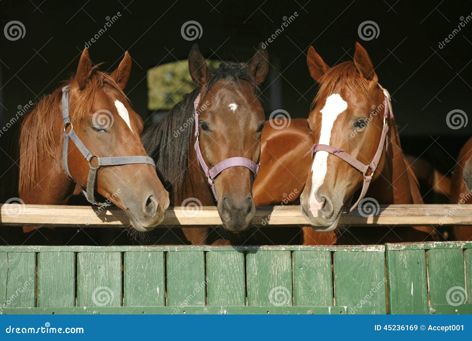 Funny Thoroughbred Horses Standing In The Stable Door Stock Photography ...