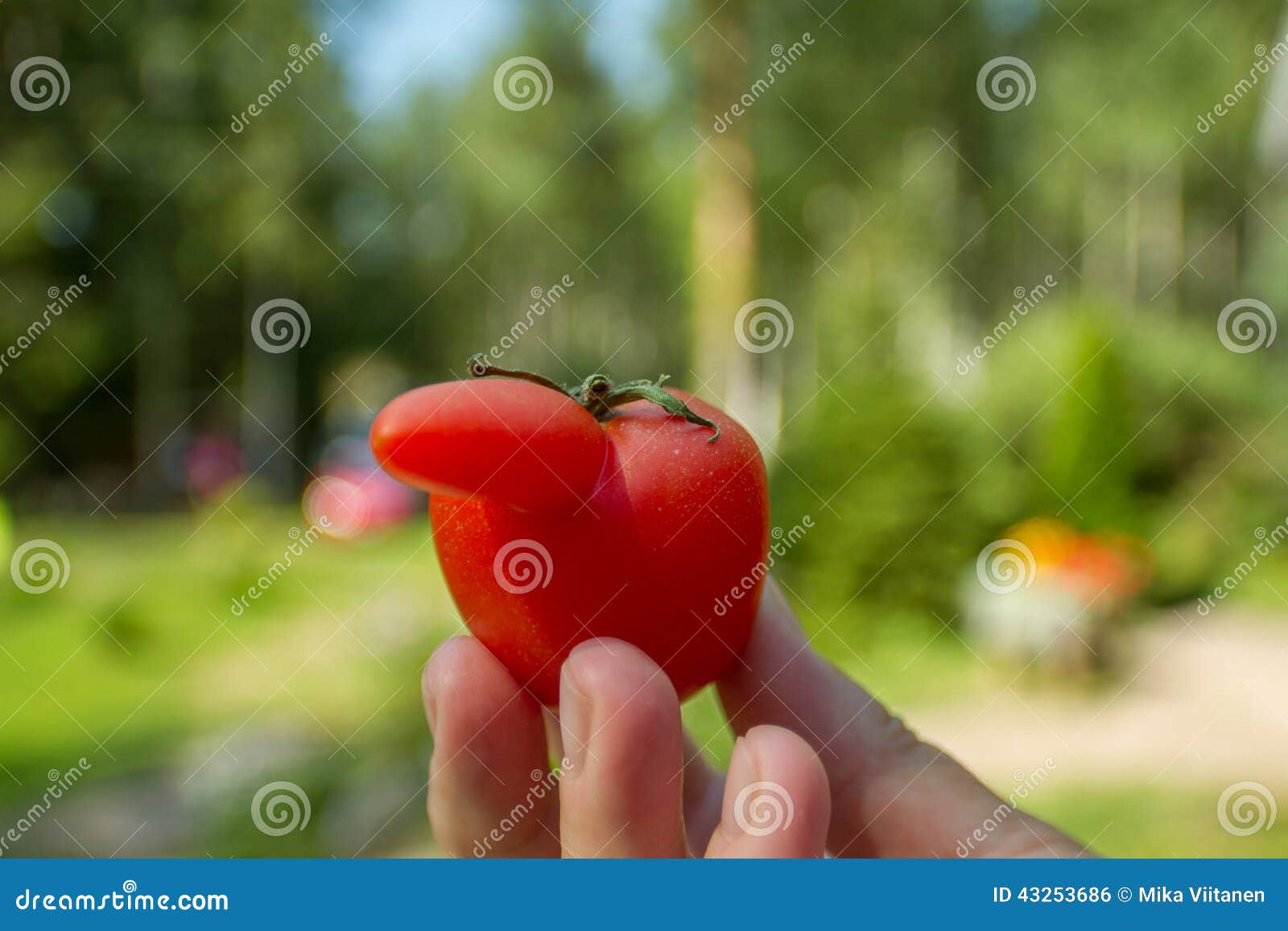 Funny tomato stock photo. Image of nose, white, humor - 43253686