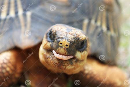 Funny Tortoise stock photo. Image of silly, tortoise - 17638852