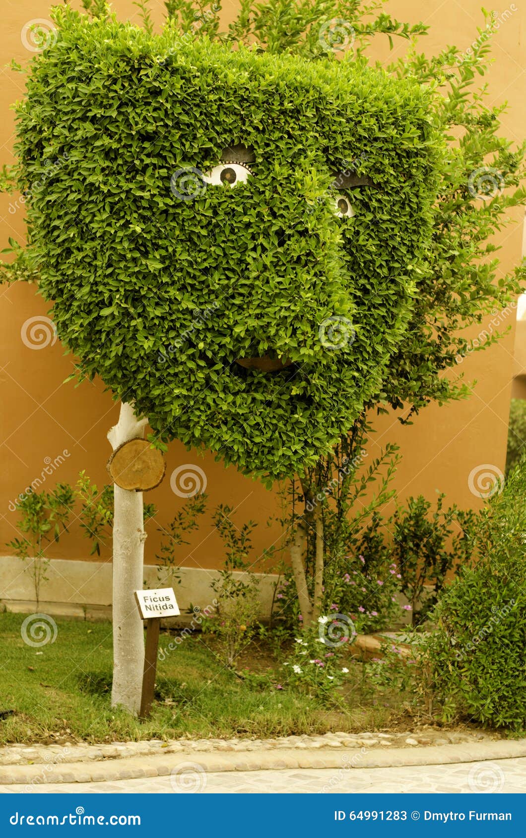 Funny Tree in Tropical Park. Stock Image - Image of colorful, summer ...